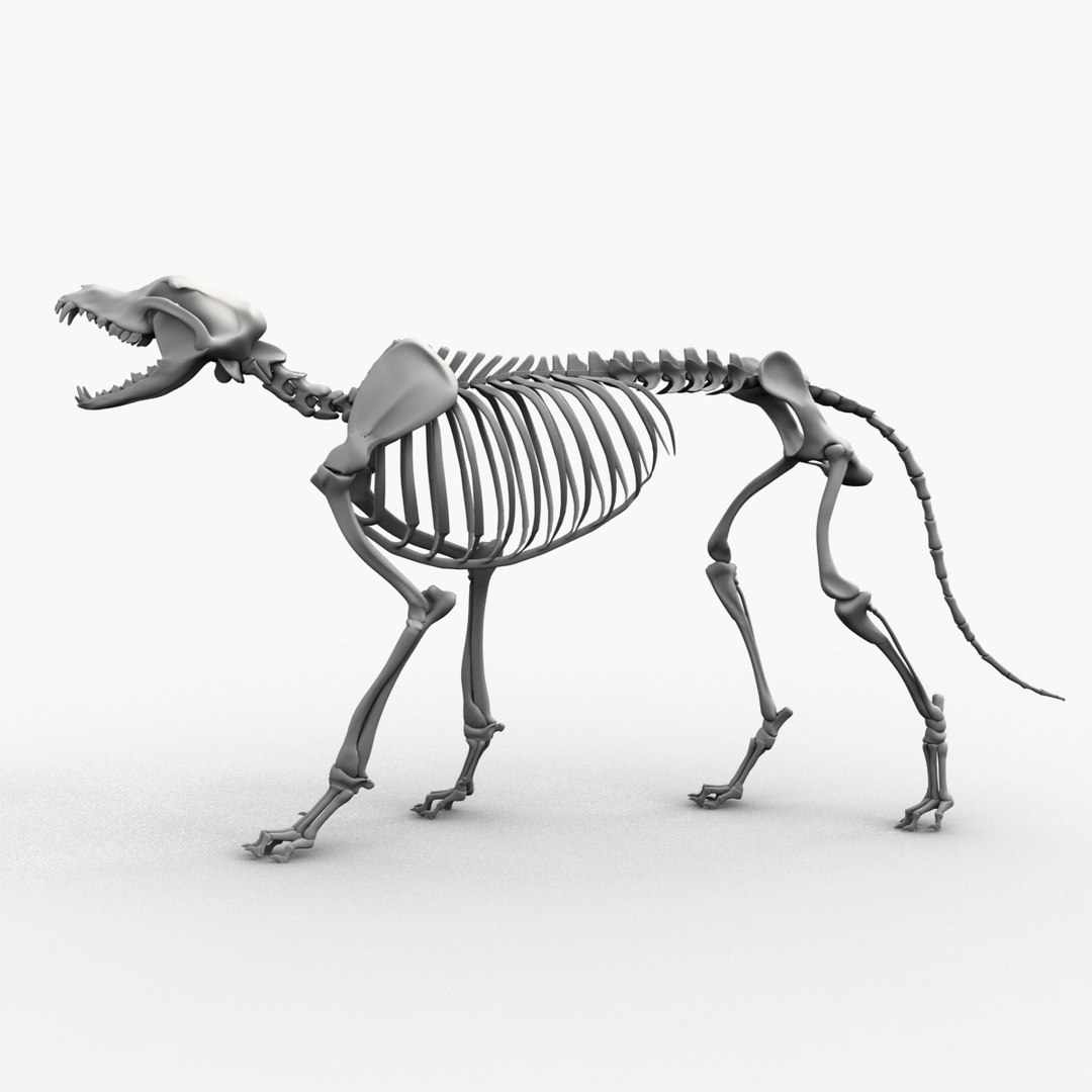 Canine skeleton bones animation model - TurboSquid 1404584