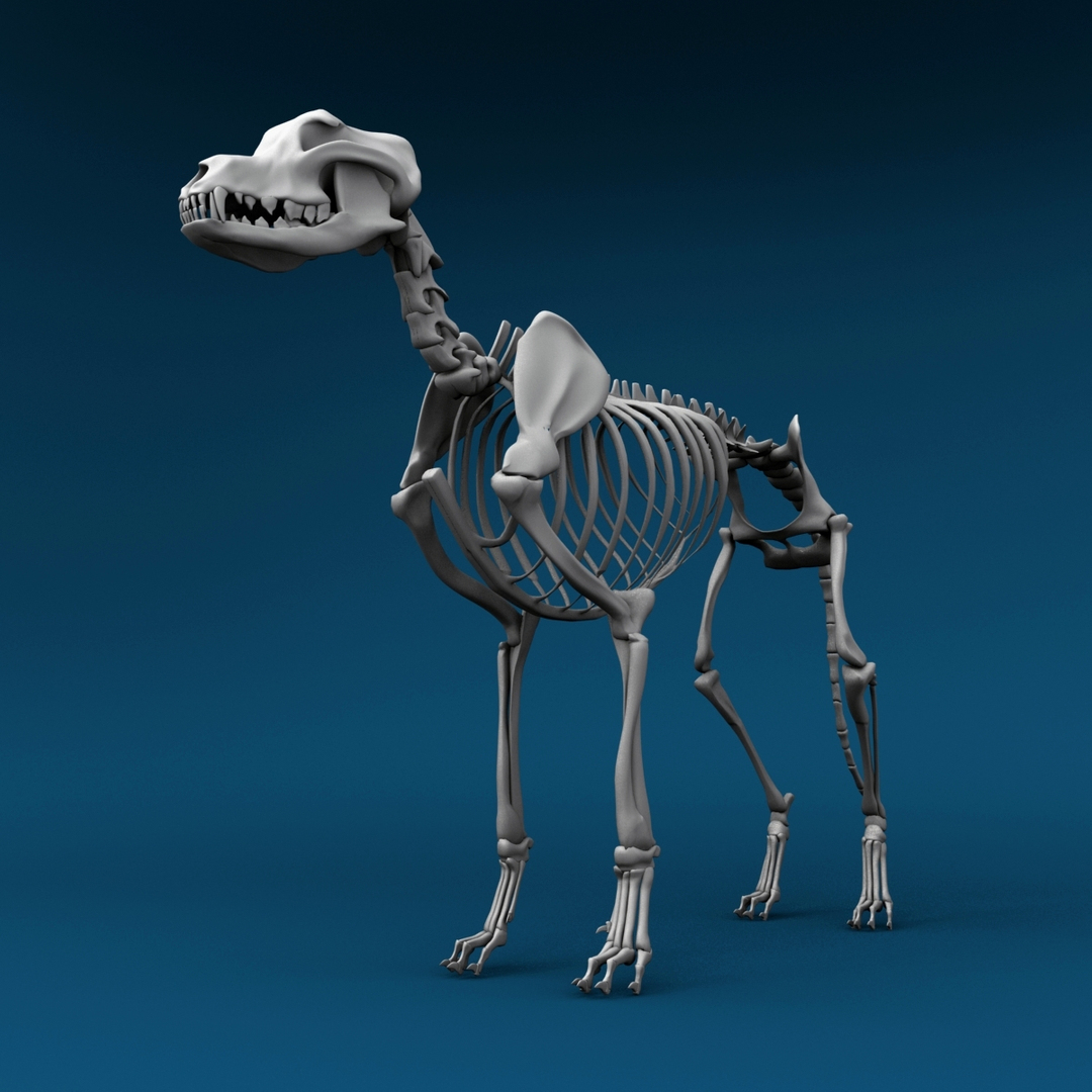 Canine skeleton bones animation model - TurboSquid 1404584