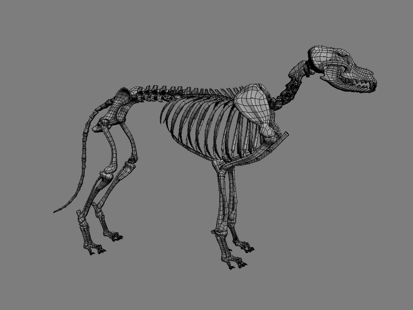 Canine skeleton bones animation model - TurboSquid 1404584