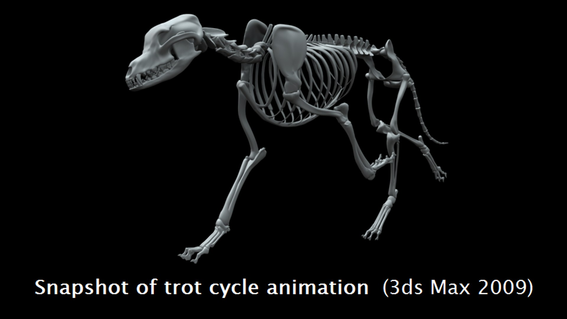 Canine skeleton bones animation model - TurboSquid 1404584
