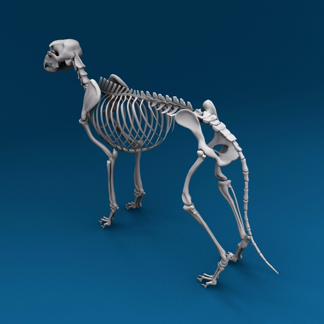 Canine skeleton bones animation model - TurboSquid 1404584