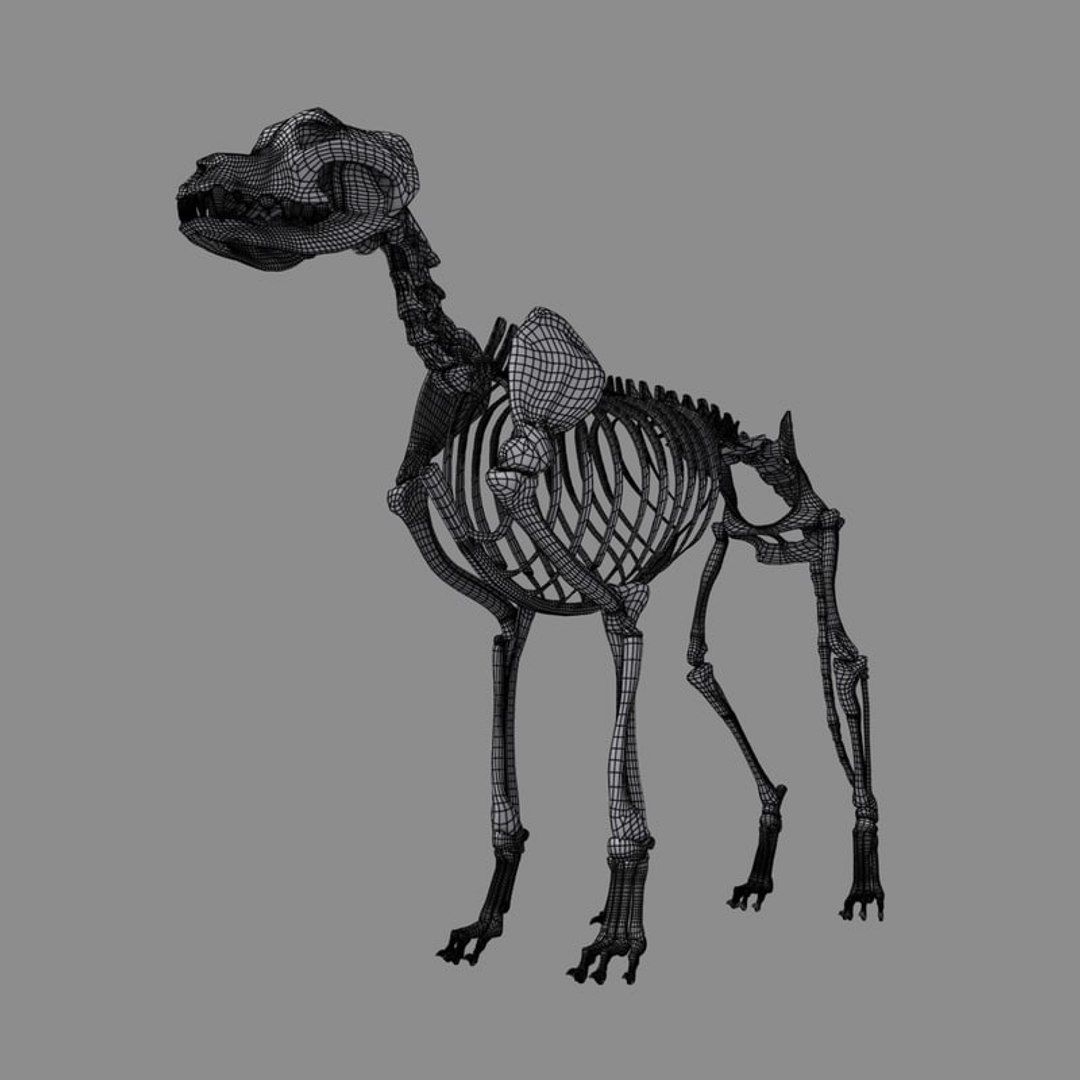 Canine skeleton bones animation model - TurboSquid 1404584