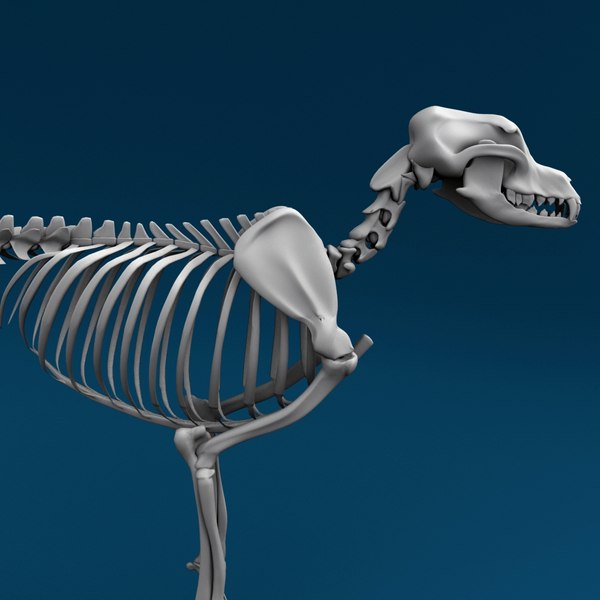 Canine skeleton bones animation model - TurboSquid 1404584