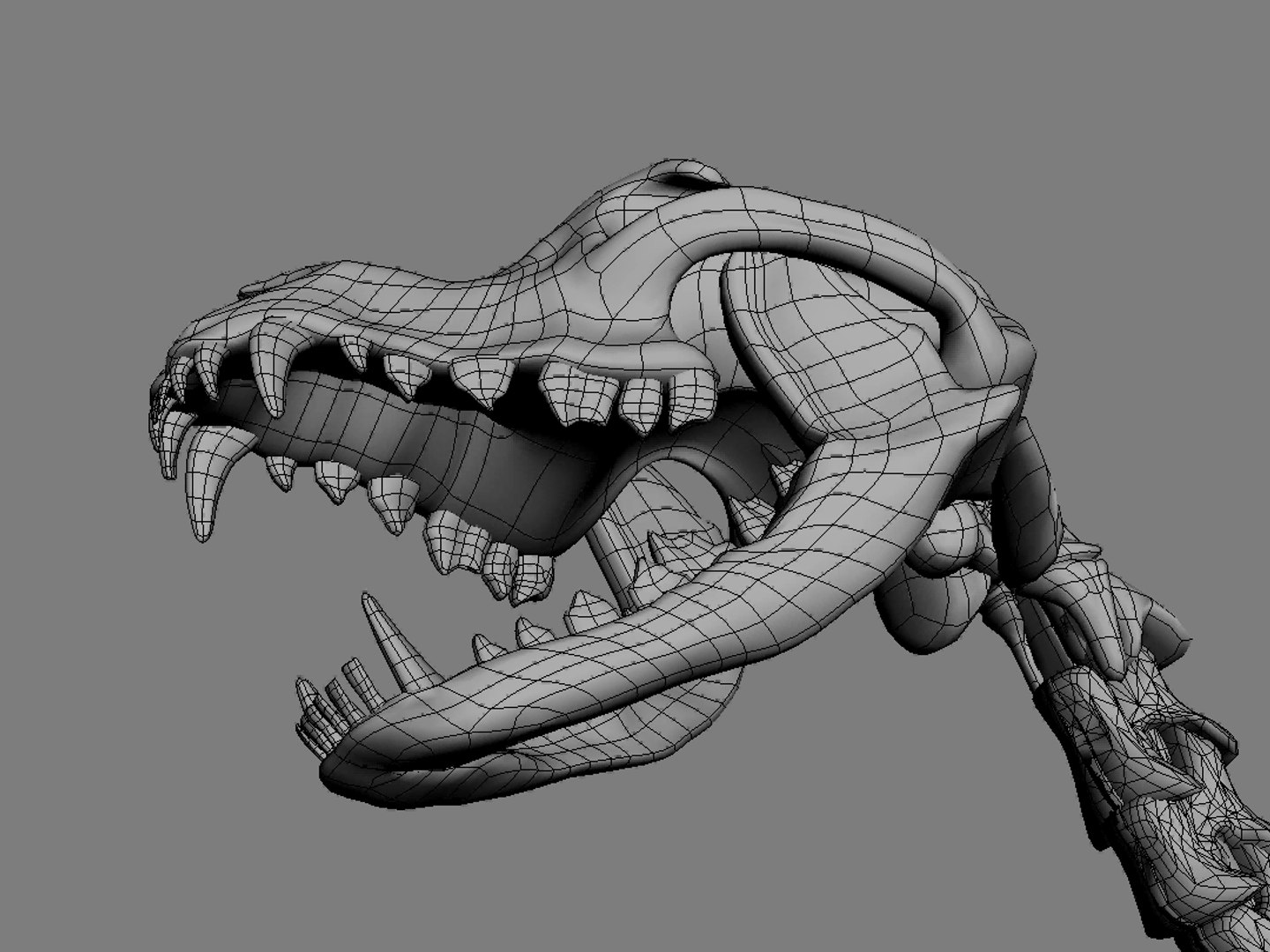 Canine skeleton bones animation model - TurboSquid 1404584