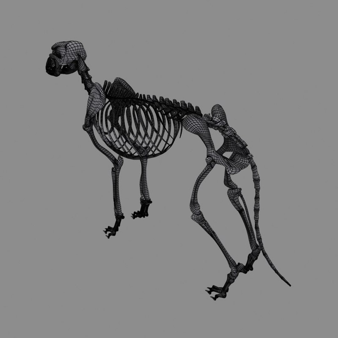 Canine skeleton bones animation model - TurboSquid 1404584