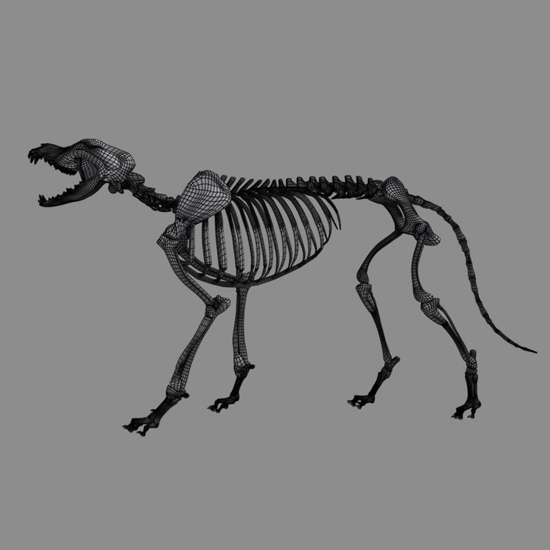 Canine skeleton bones animation model - TurboSquid 1404584