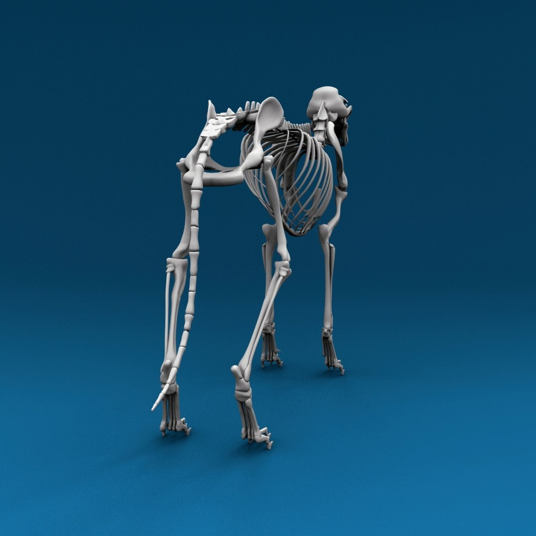 Canine skeleton bones animation model - TurboSquid 1404584