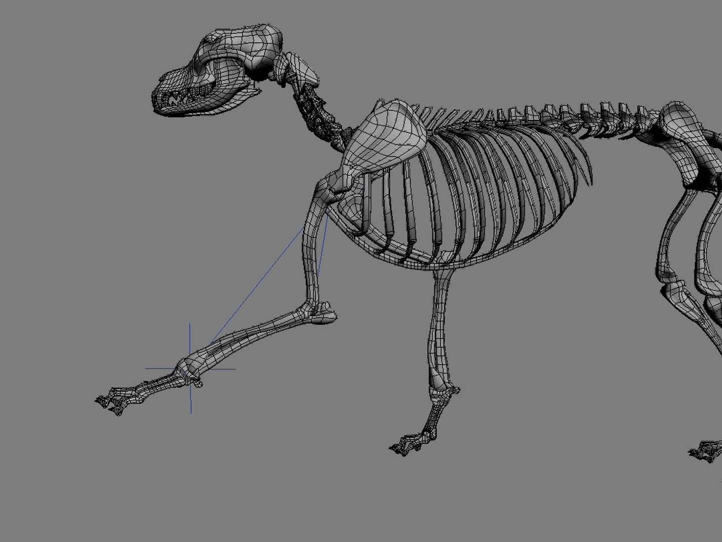 Canine skeleton bones animation model - TurboSquid 1404584