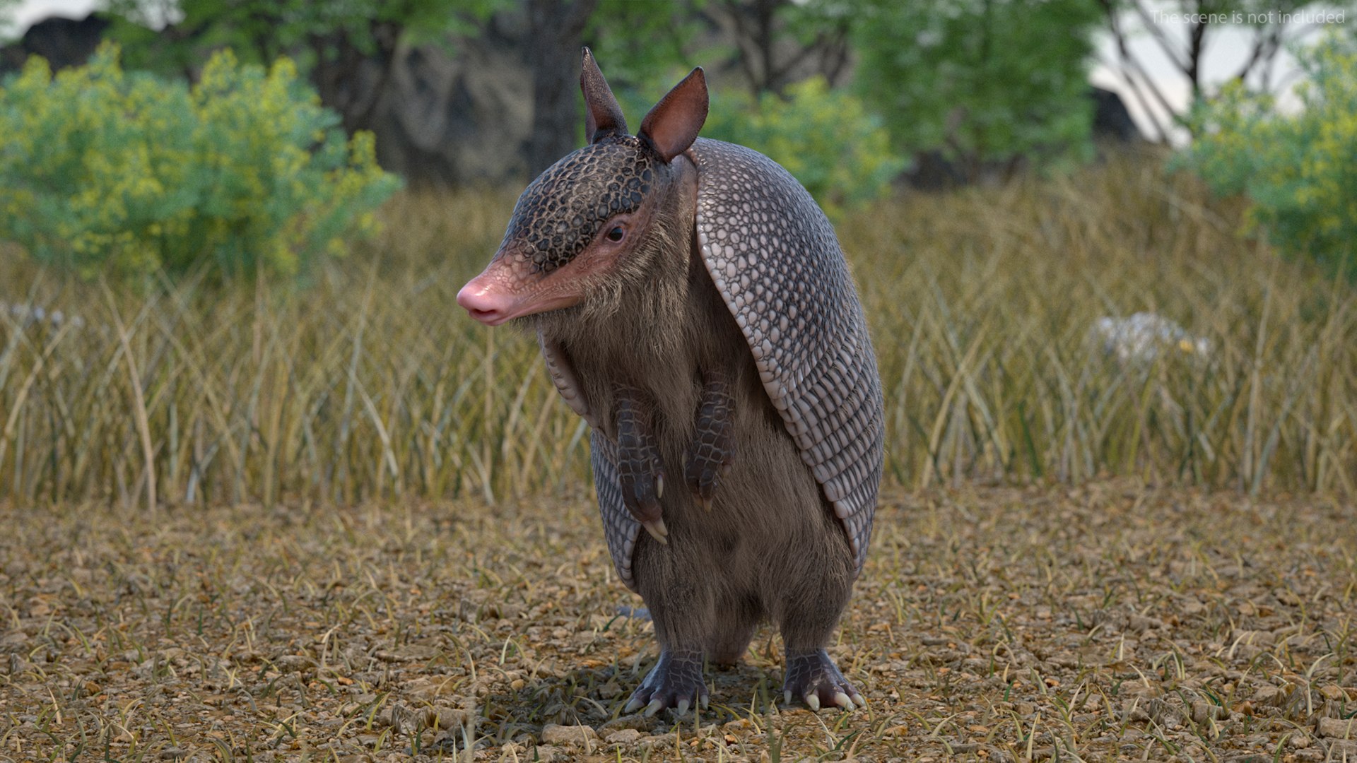 3D Armadillo Black Fur Rigged - TurboSquid 2248822