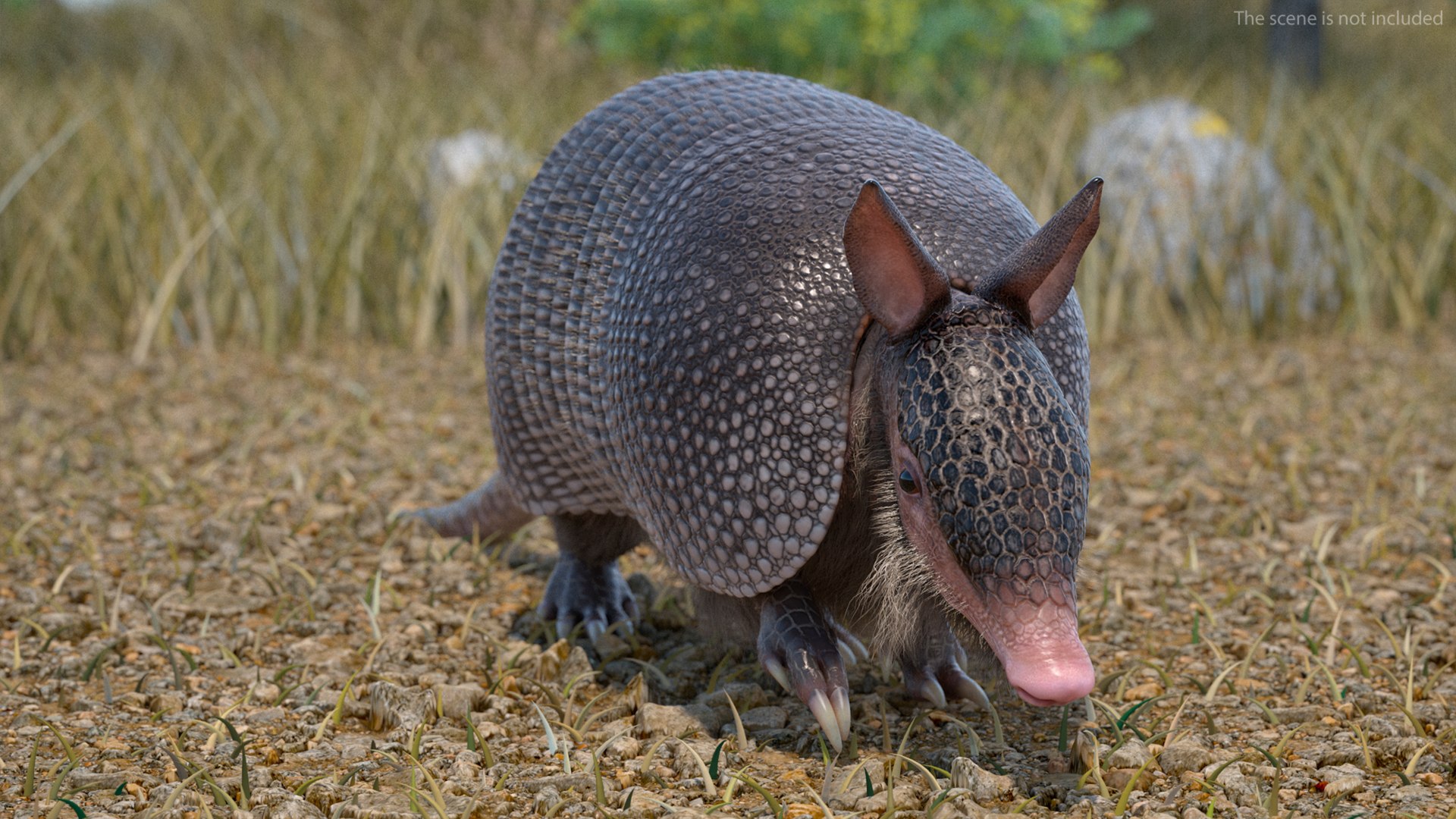 3D Armadillo Black Fur Rigged - TurboSquid 2248822