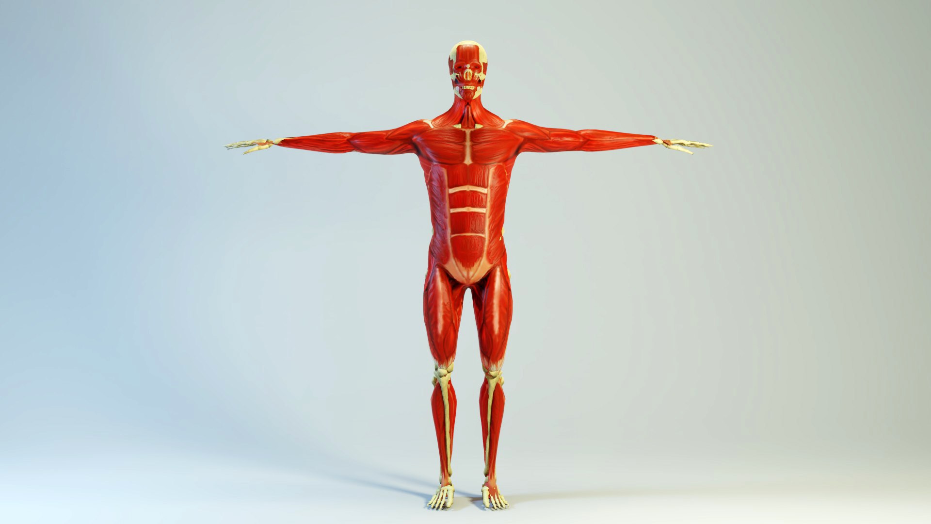 3D Low Poly Human Anatomy Model - TurboSquid 2079513