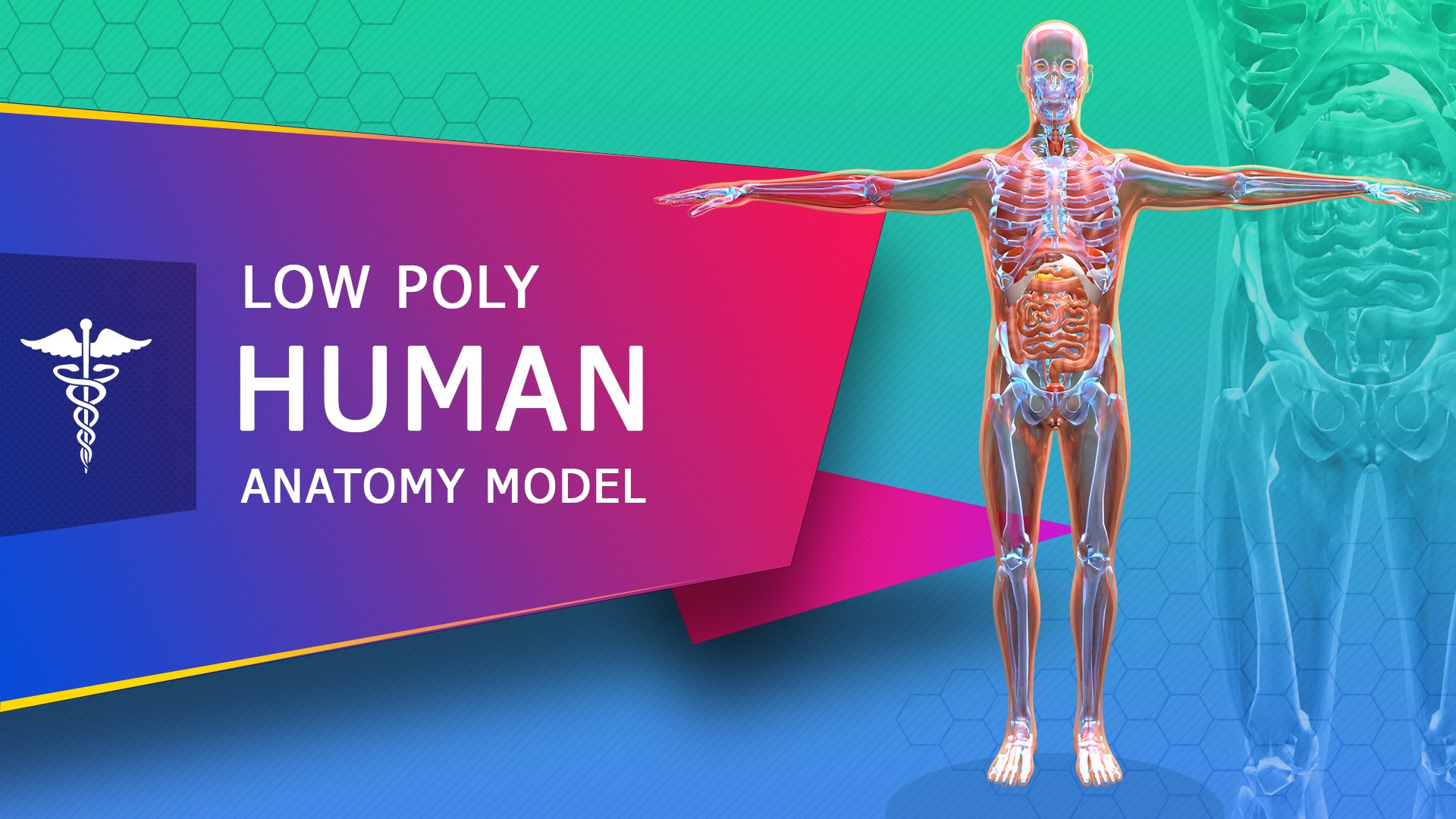 3D Low Poly Human Anatomy Model - TurboSquid 2079513