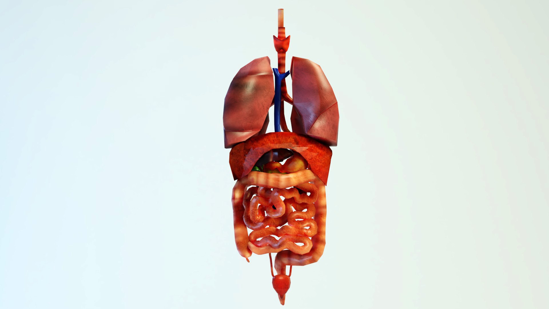 3D Low Poly Human Anatomy Model - TurboSquid 2079513