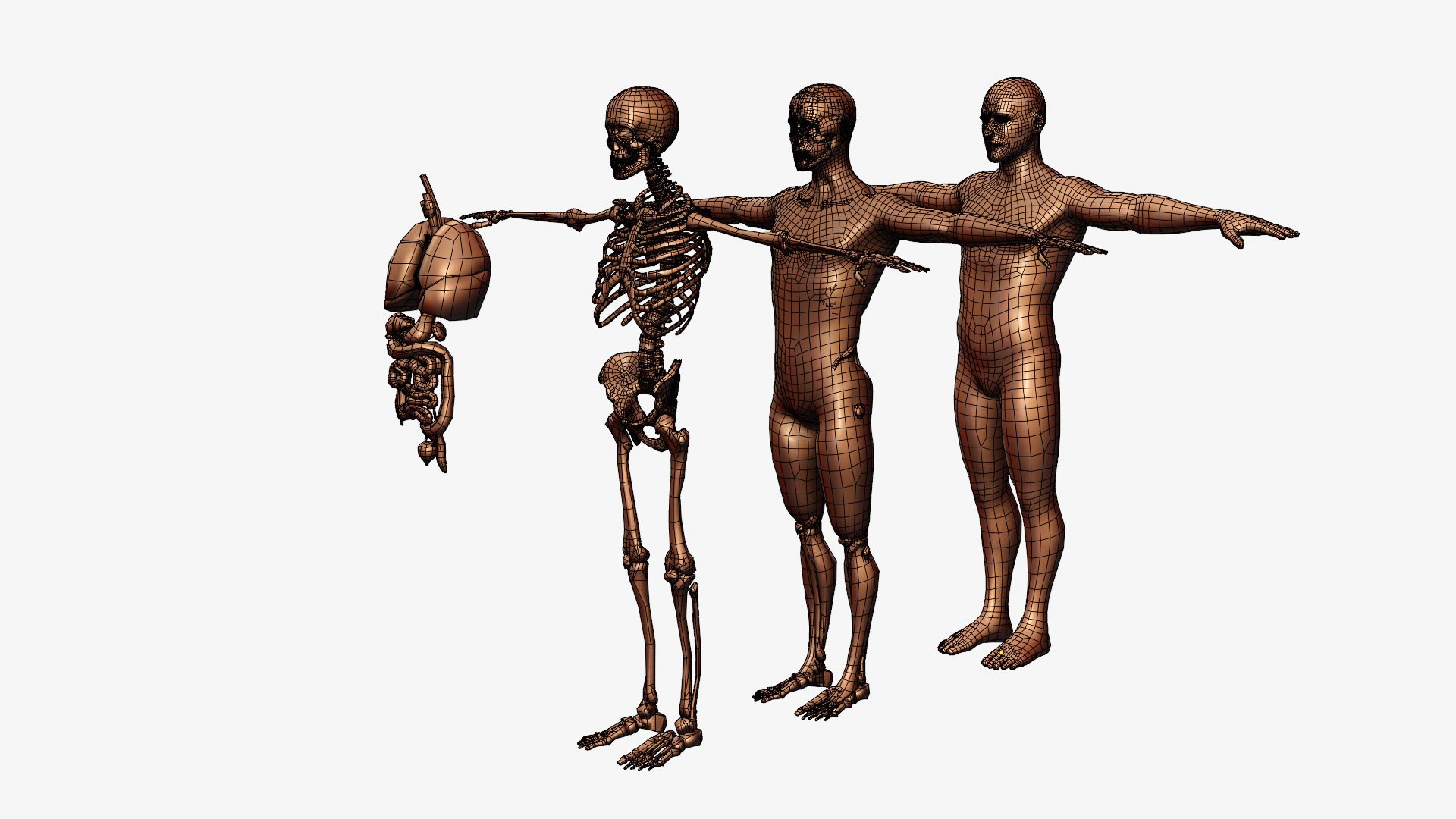 3D Low Poly Human Anatomy Model - TurboSquid 2079513