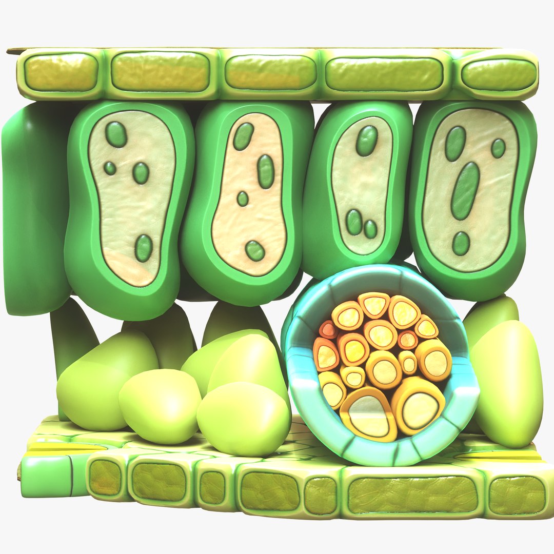 Leaf Anatomy Layers Structure 3D Model - TurboSquid 2044088