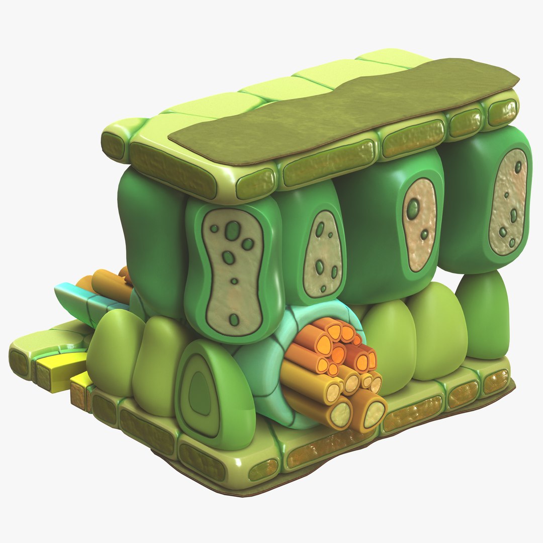 Leaf Anatomy Layers Structure 3D Model - TurboSquid 2044088