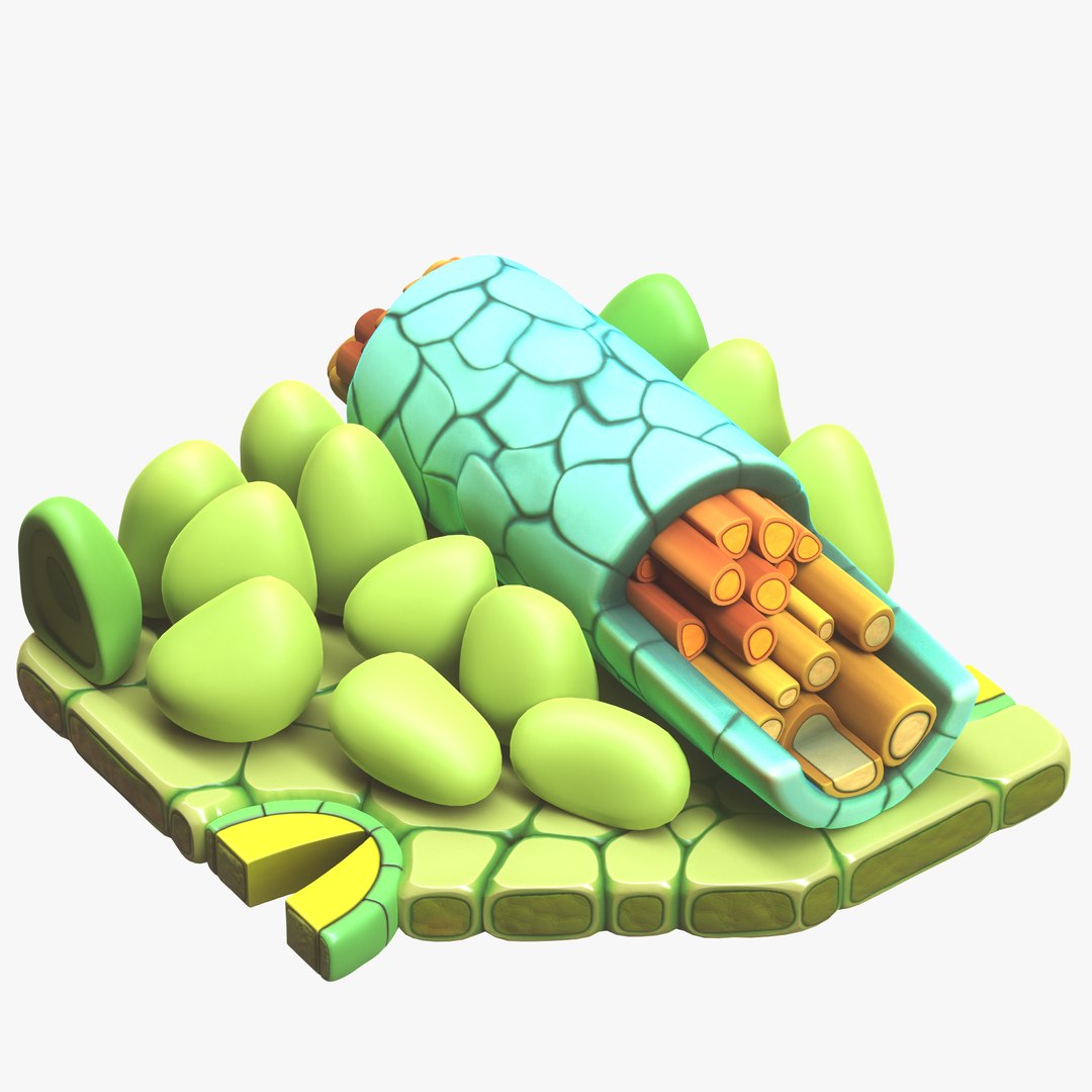 Leaf Anatomy Layers Structure 3D Model - TurboSquid 2044088