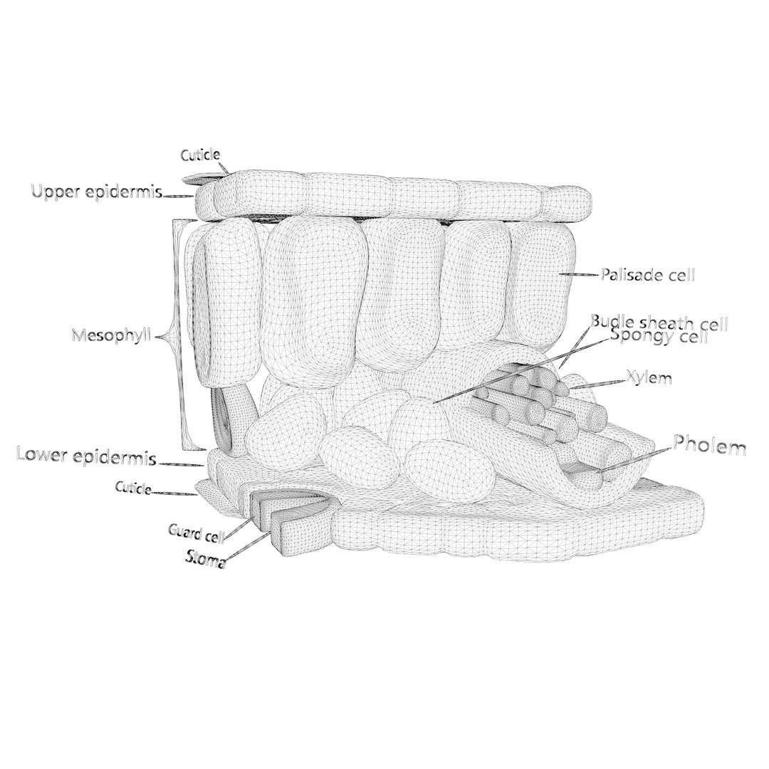 Leaf Anatomy Layers Structure 3D Model - TurboSquid 2044088