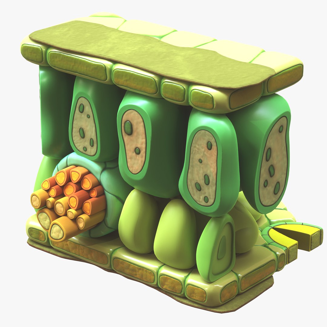 Leaf Anatomy Layers Structure 3D Model - TurboSquid 2044088