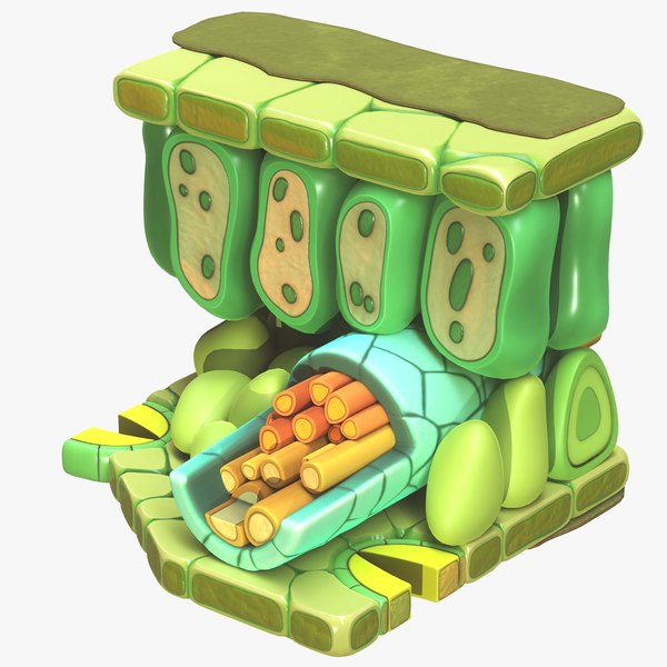 modelo 3d Leaf Anatomy Layers Structure - TurboSquid 2044088