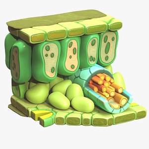 Plant Cell 3D Models for Download | TurboSquid