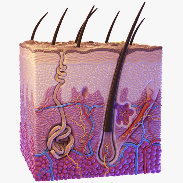 Integumentary System 3D Models for Download | TurboSquid
