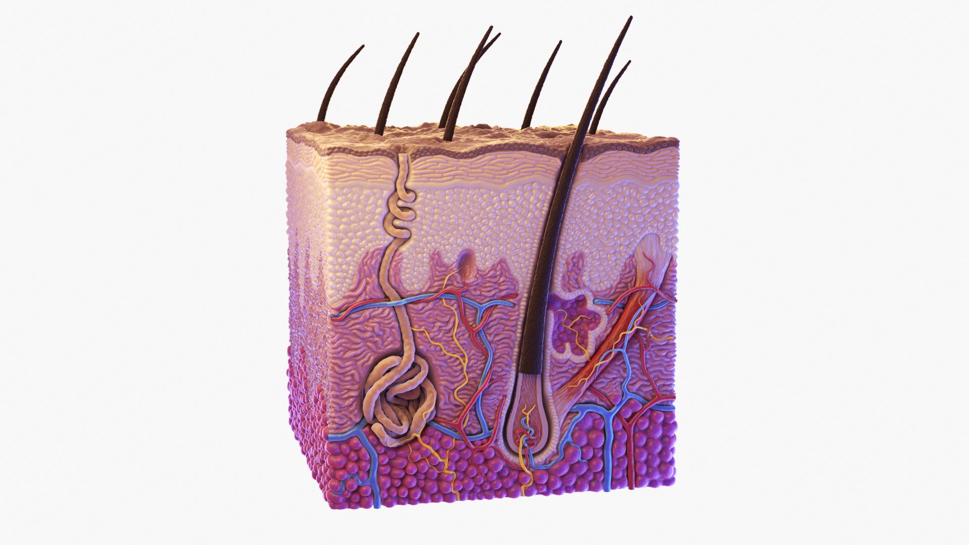 3D Skin Anatomy - TurboSquid 1924598