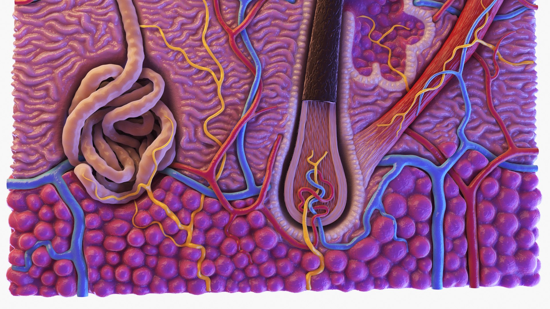 3D Skin Anatomy - TurboSquid 1924598