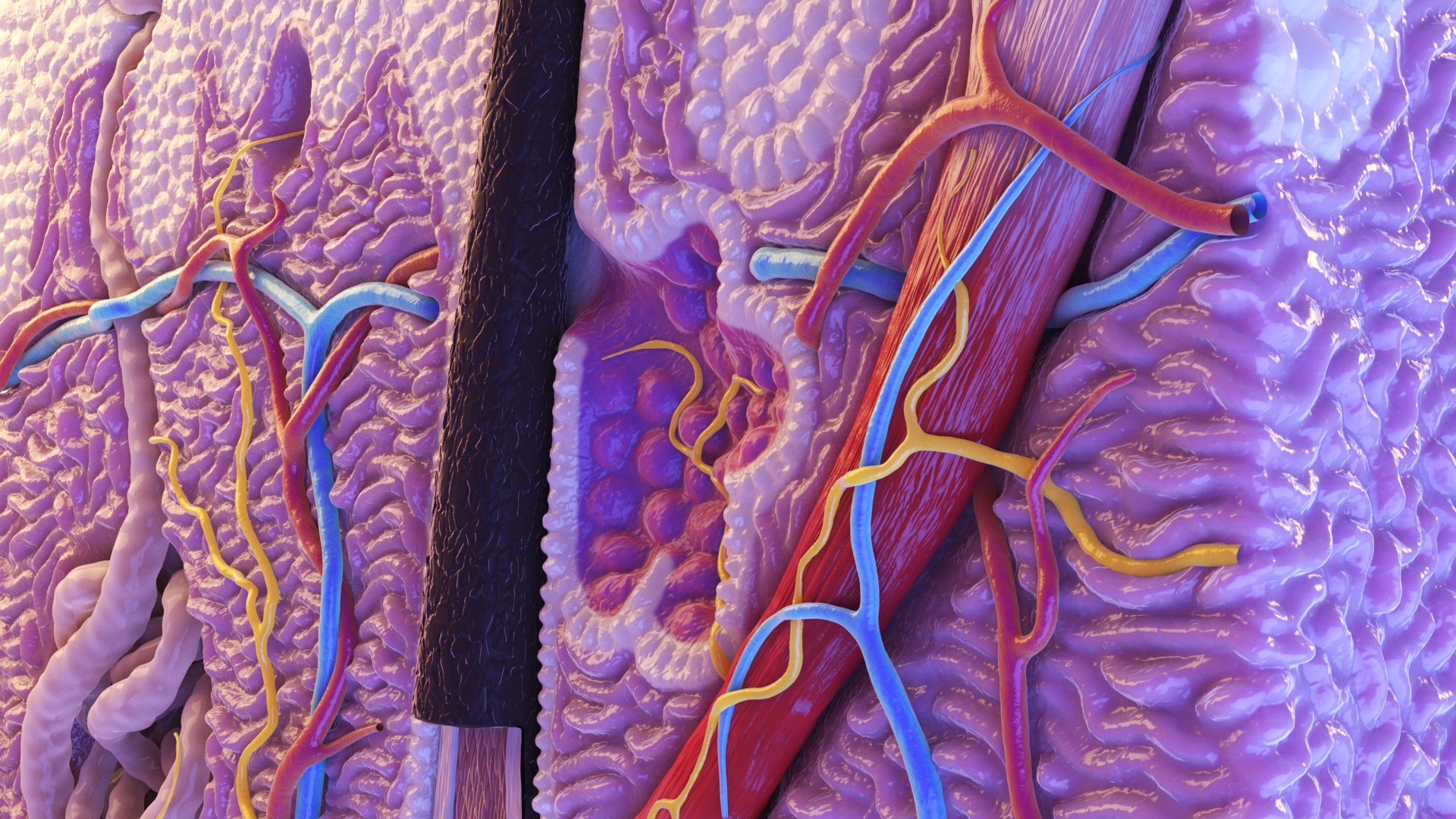 3D Skin Anatomy - TurboSquid 1924598