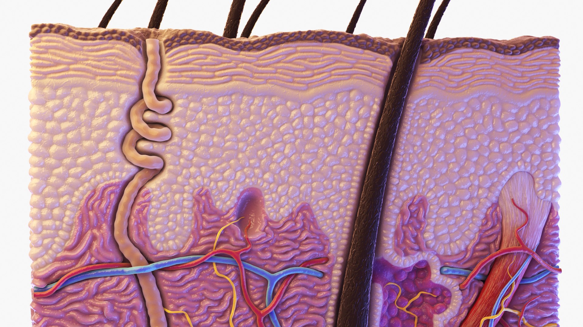 3D Skin Anatomy - TurboSquid 1924598