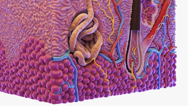 Skin Anatomy3D模型 - TurboSquid 1924598