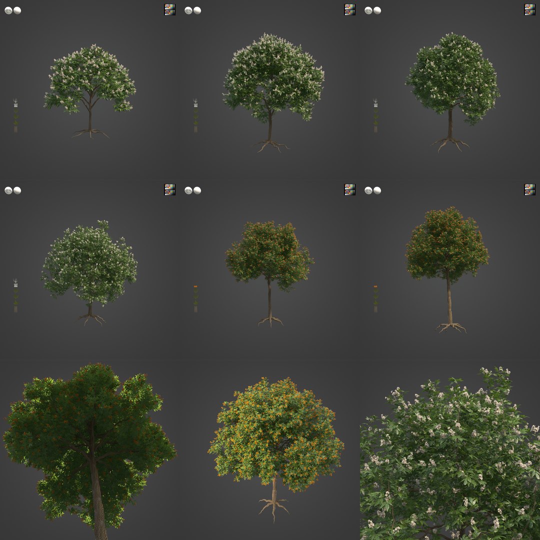 2021 PBR Japanese Medlar Collection - Eriobotrya Japonica 3D Model ...