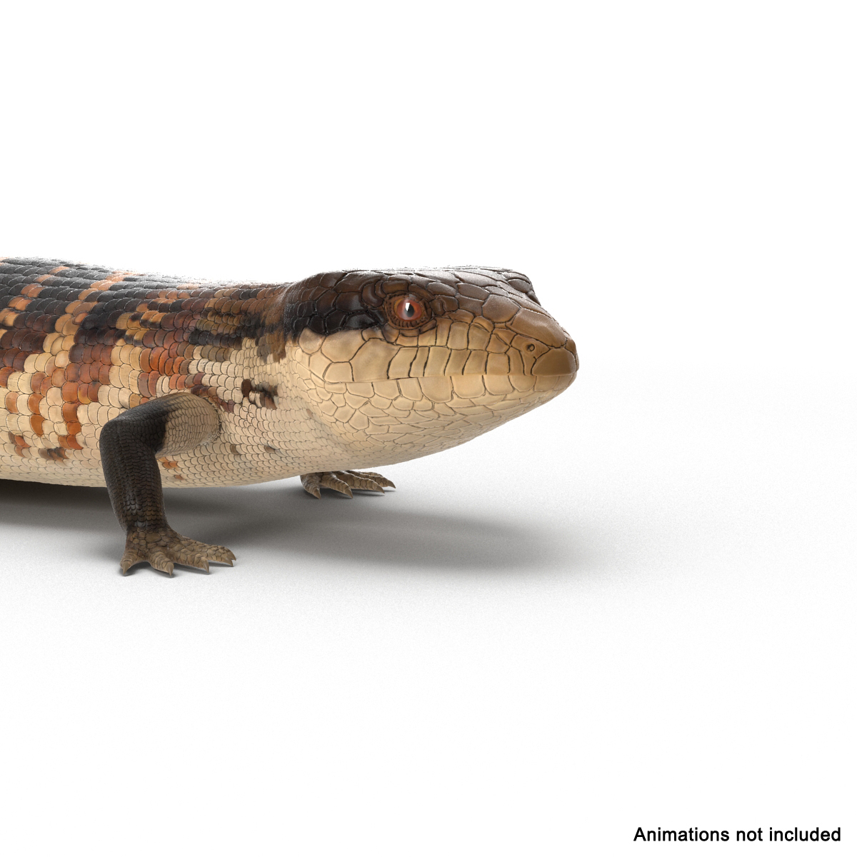 modelo 3d Blue Tongued Skink Rigged para Maya Modelo 3D - TurboSquid ...