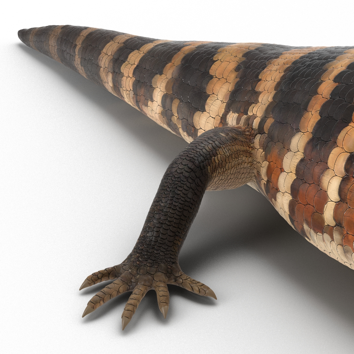 3d blue tongued skink rigged model