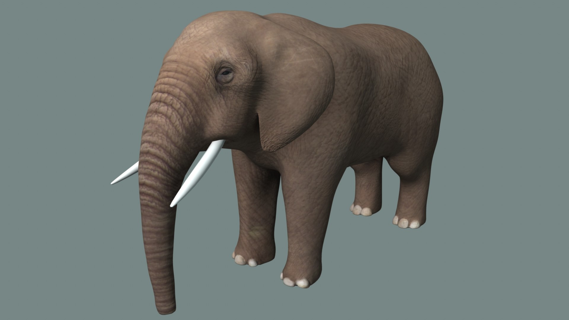 Elephant 3D Model - TurboSquid 2211175