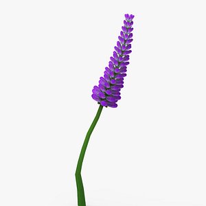 3D Lavender Models - Browse & Download Formats - TurboSquid