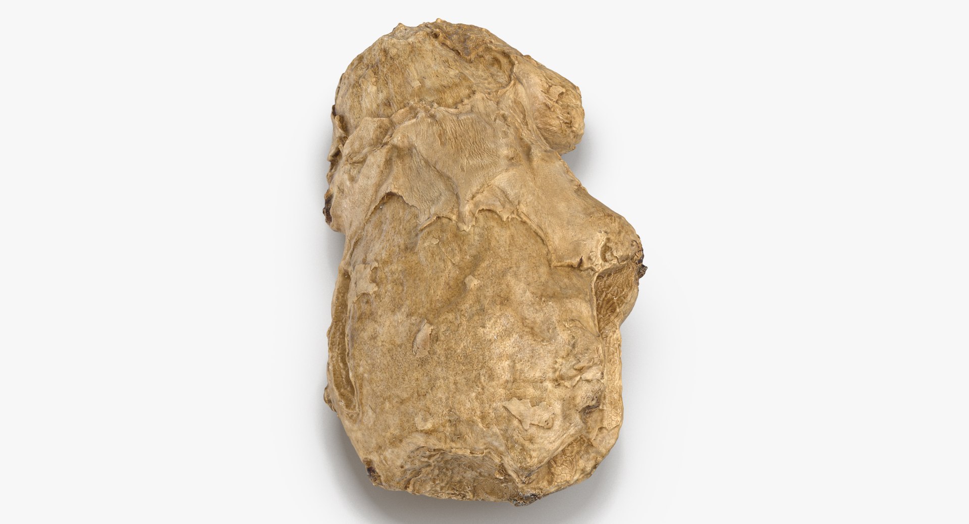 3D Ginger Root 03 Model - TurboSquid 1395545