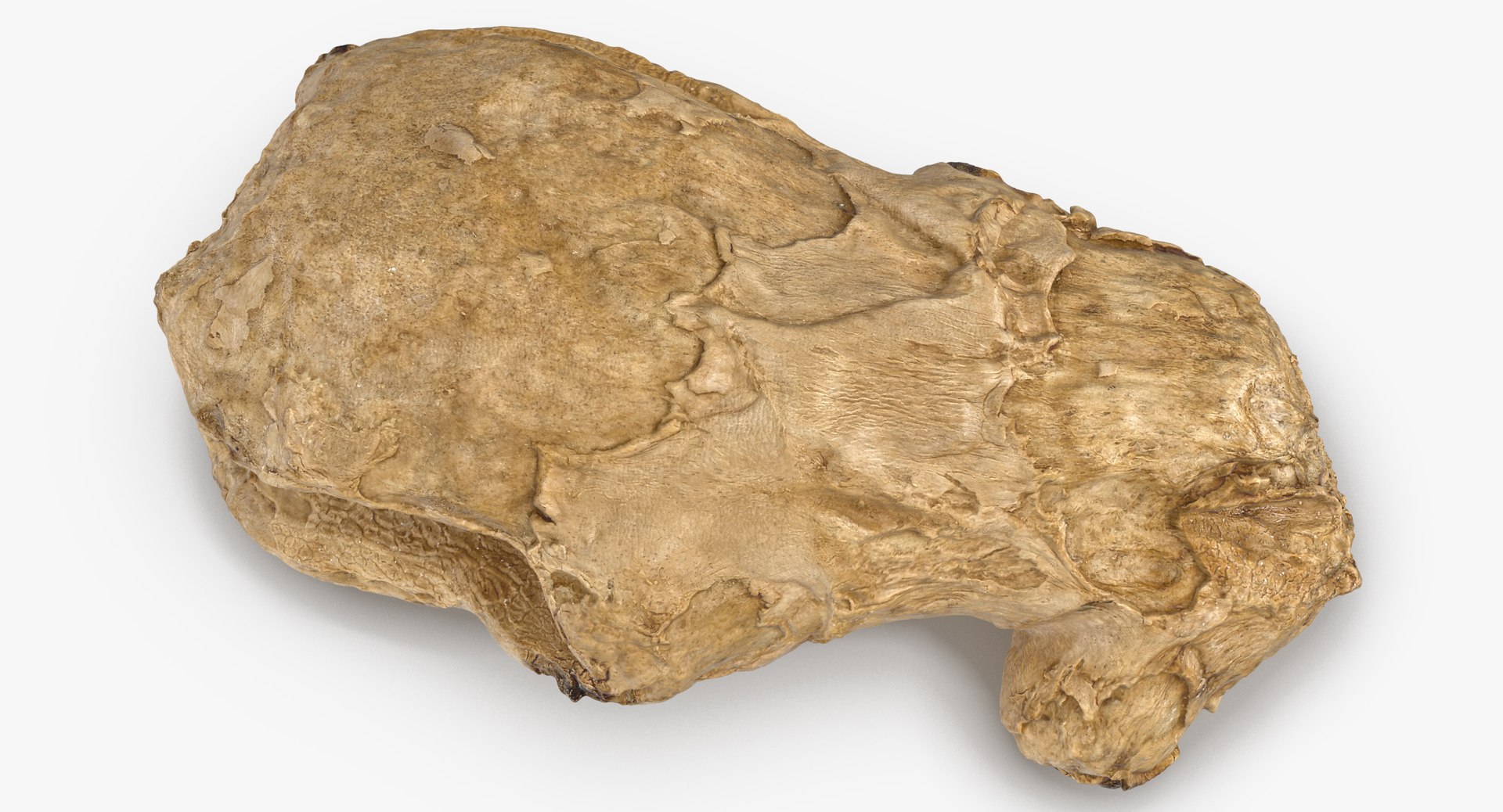 3D Ginger Root 03 Model - TurboSquid 1395545