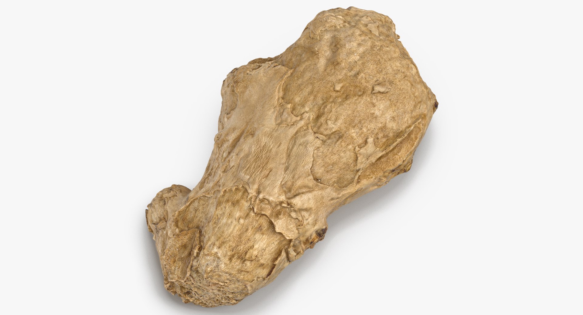 3D Ginger Root 03 Model - TurboSquid 1395545