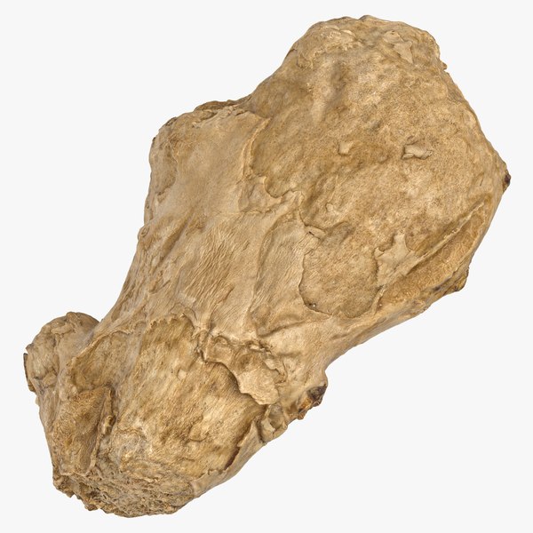 modelo 3d Ginger Root 03 - TurboSquid 1395545