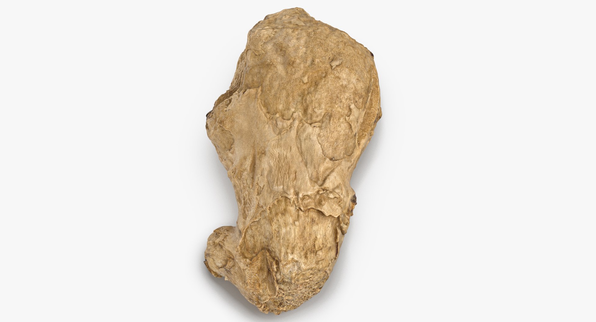 3D Ginger Root 03 Model - TurboSquid 1395545