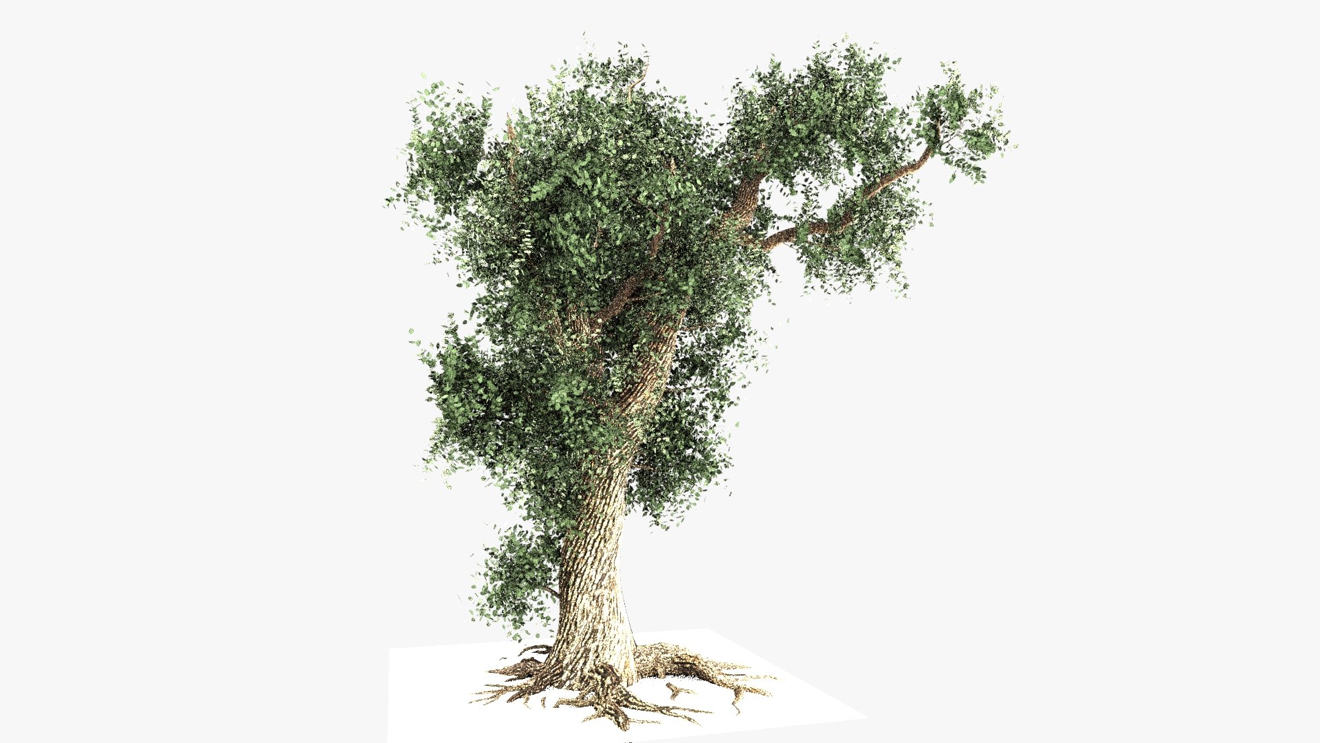 3D Beautiful Tree - TurboSquid 2006651