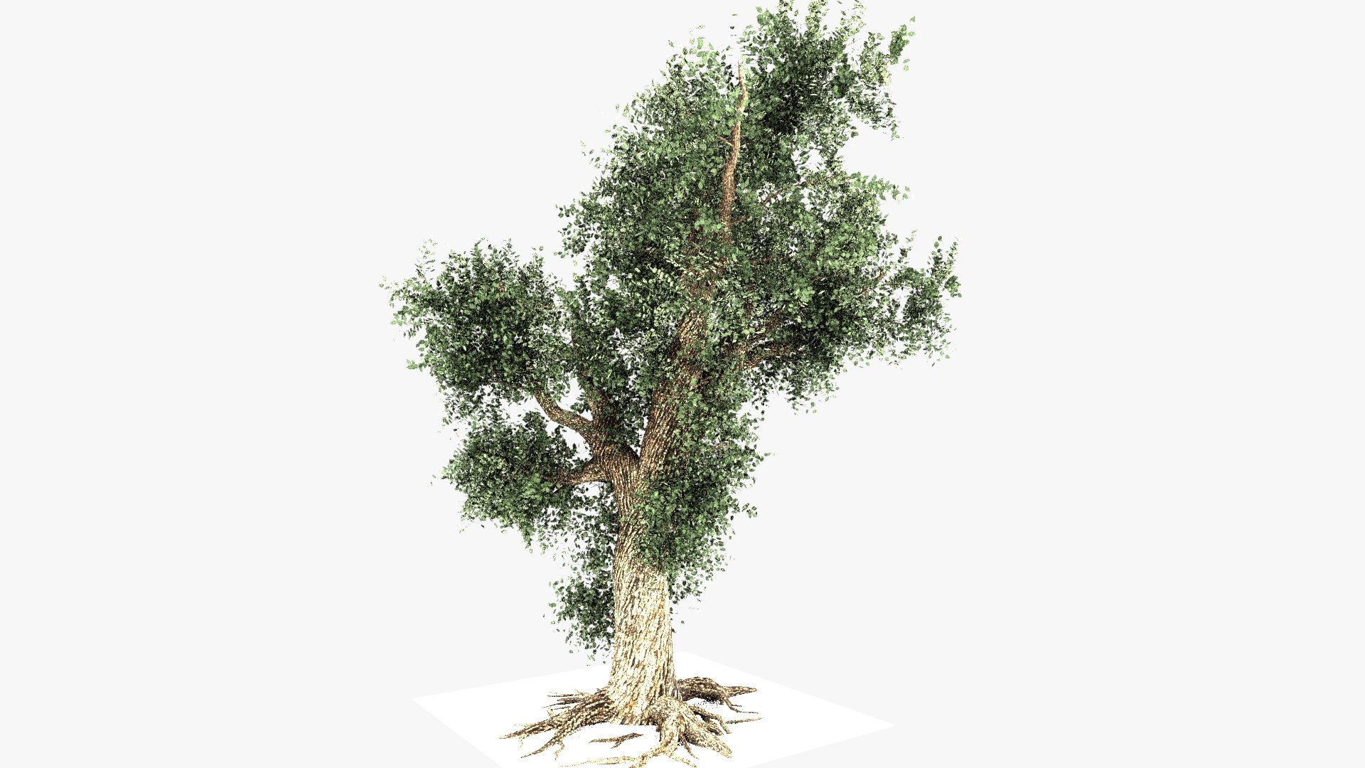 3D Beautiful Tree - TurboSquid 2006651