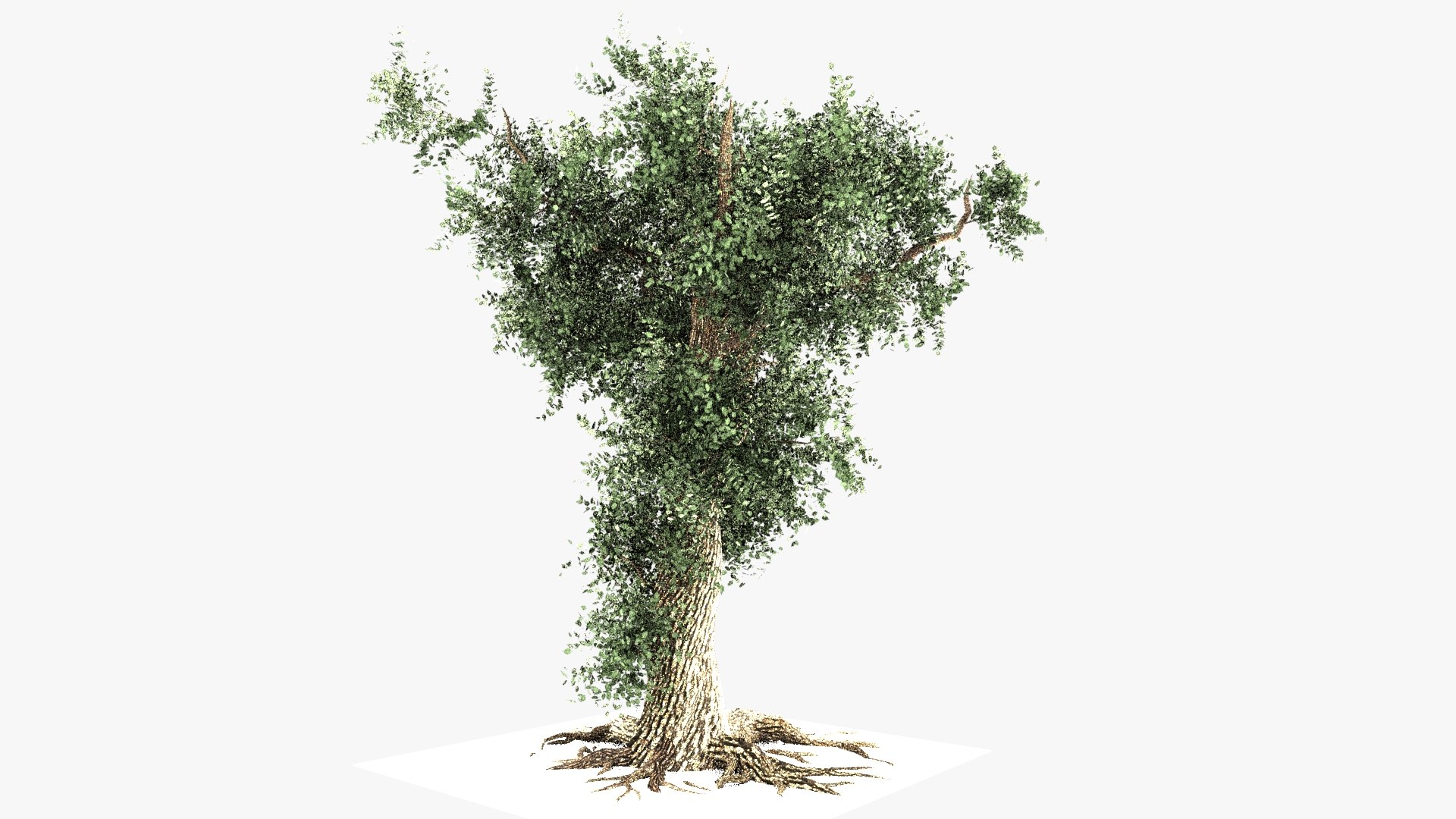 3D Beautiful Tree - TurboSquid 2006651