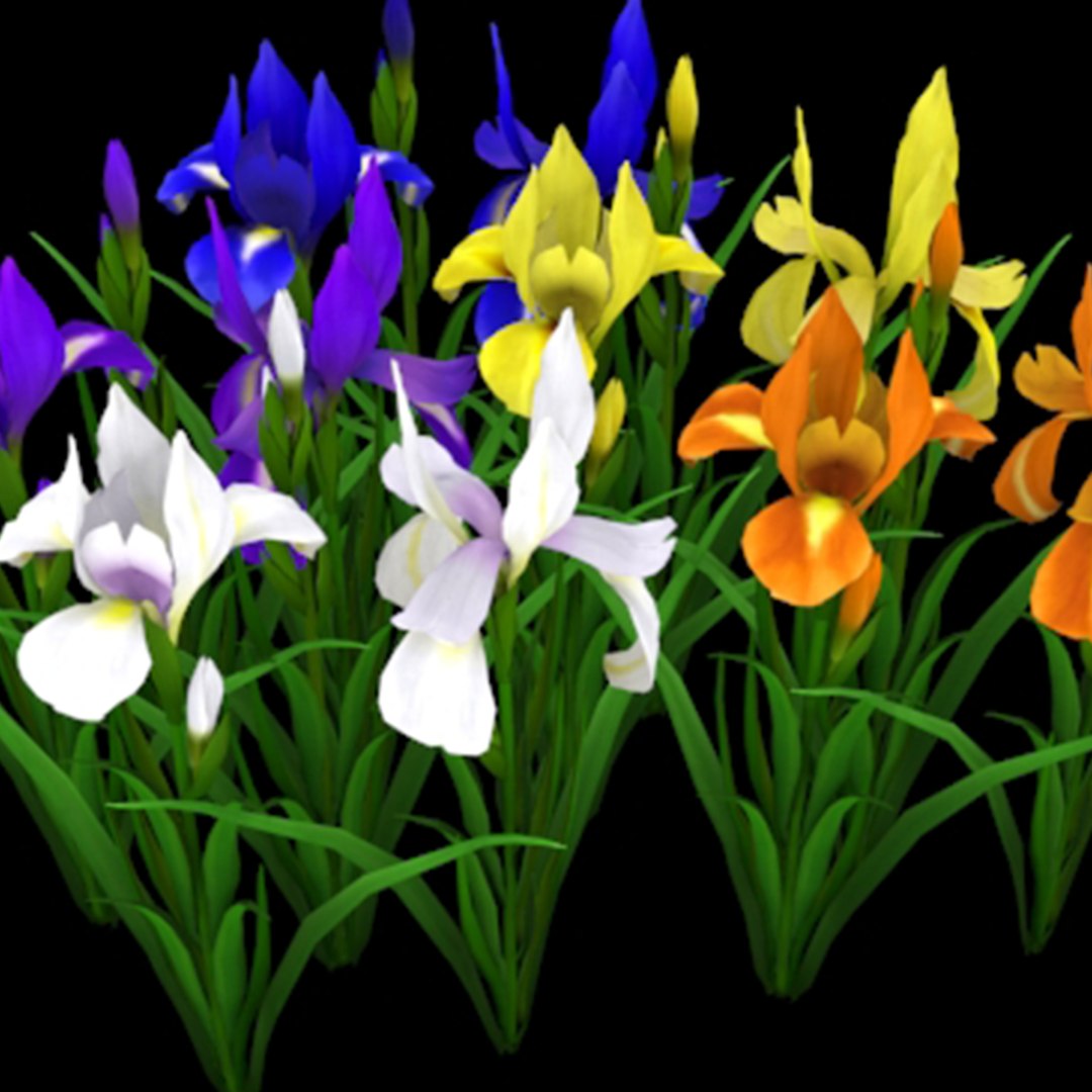 3D Flower Iris - TurboSquid 2132121