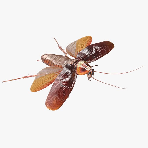 modelo 3d Cucaracha voladora preparada para Cinema 4D - TurboSquid 2089077