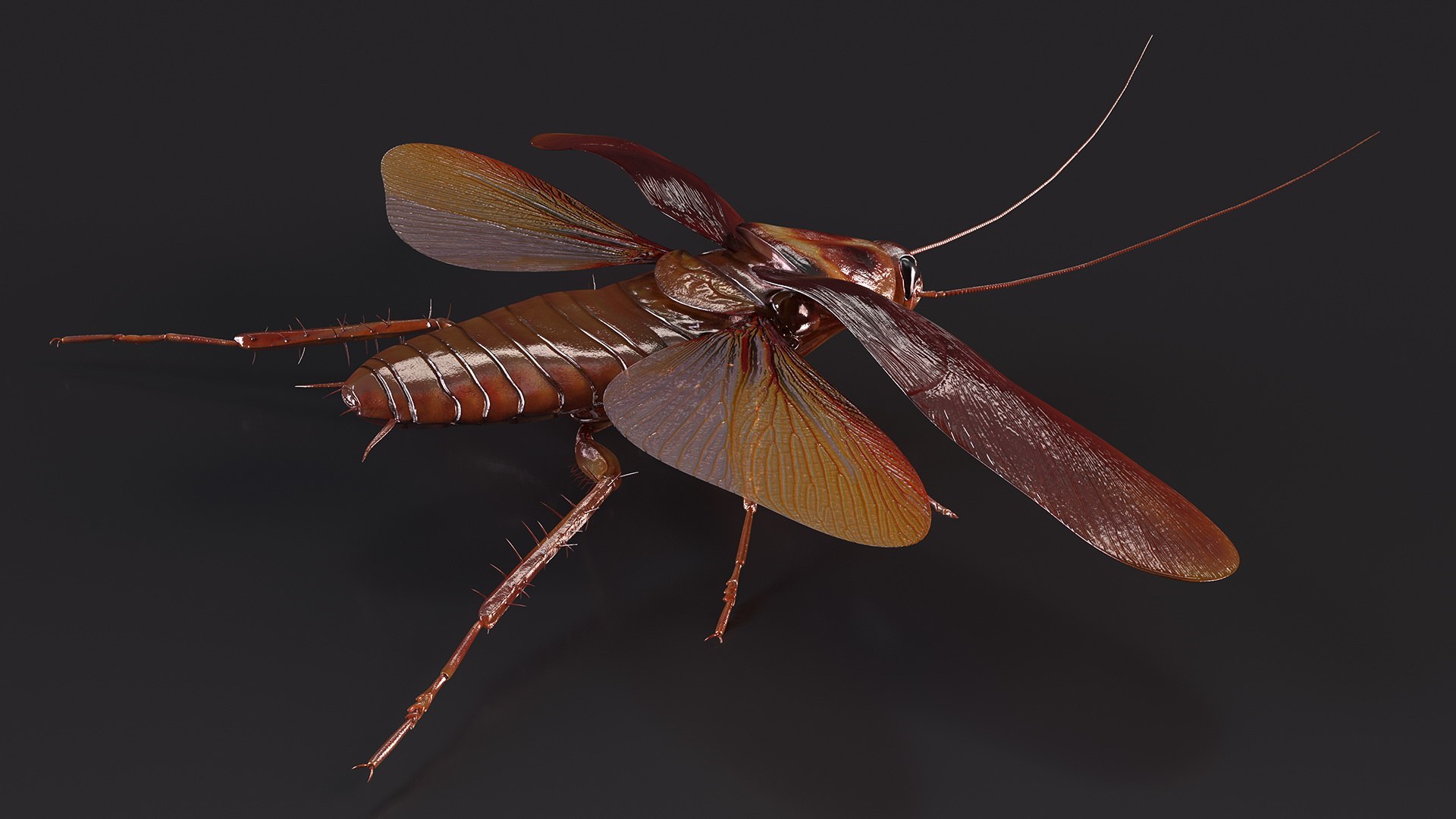 Flying Cockroach Rigged For Cinema 4D 3D Model - TurboSquid 2089077