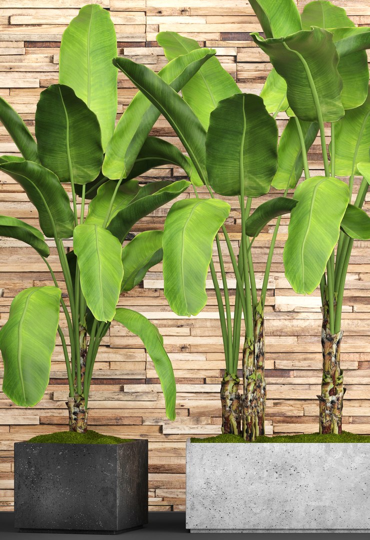 Banana Tree Set 3D Model - TurboSquid 1167649