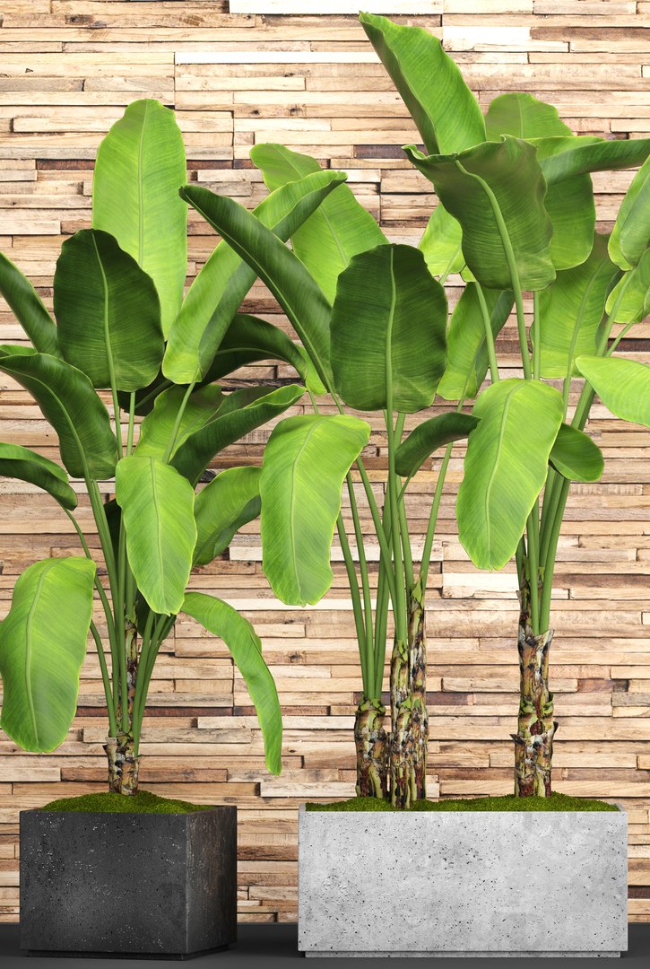 Banana Tree Set 3D Model - TurboSquid 1167649