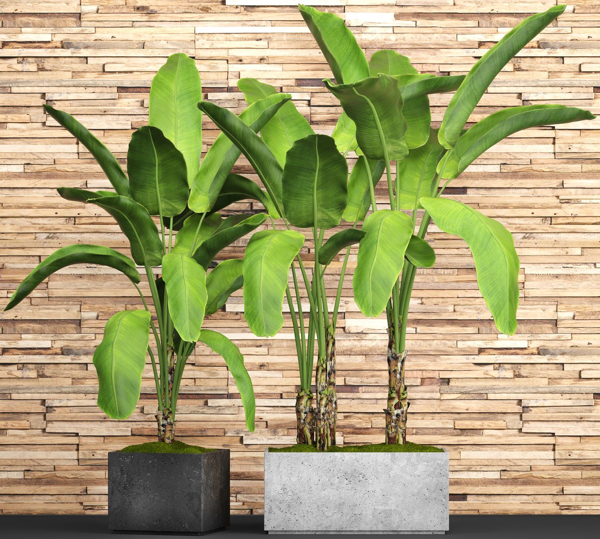 Banana Tree Set 3D Model - TurboSquid 1167649